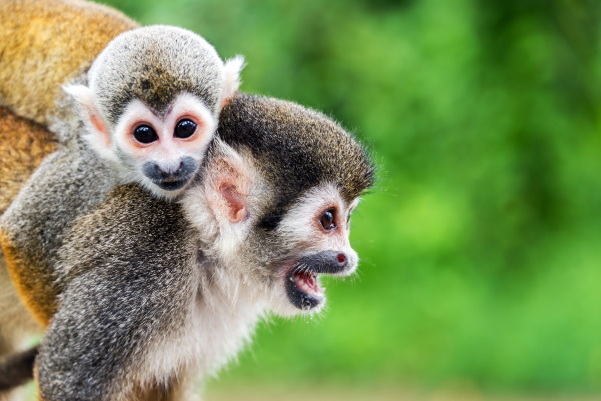 Narodziny wyjątkowej małpki we wrocławskim ZOO - RMF 24
