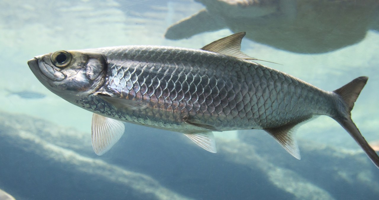 Jakie ryby żyją w Bałtyku? Nie tylko dorsze i śledzie - Zielona w ...