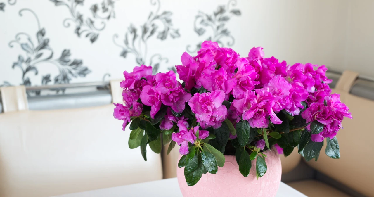 Azalia: Uprawa i pielęgnacja - Kobieta w INTERIA.PL