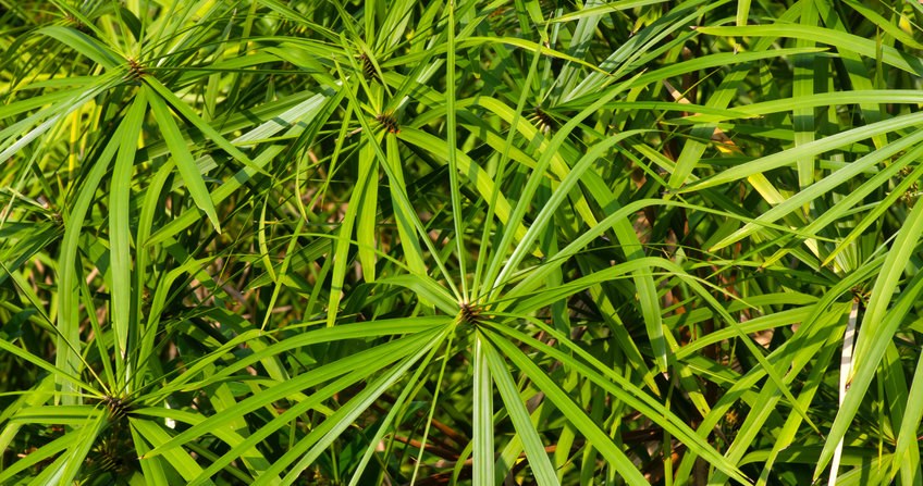 Cibora (papirus): Dlaczego warto mieć ją w domu? - Kobieta w INTERIA.PL