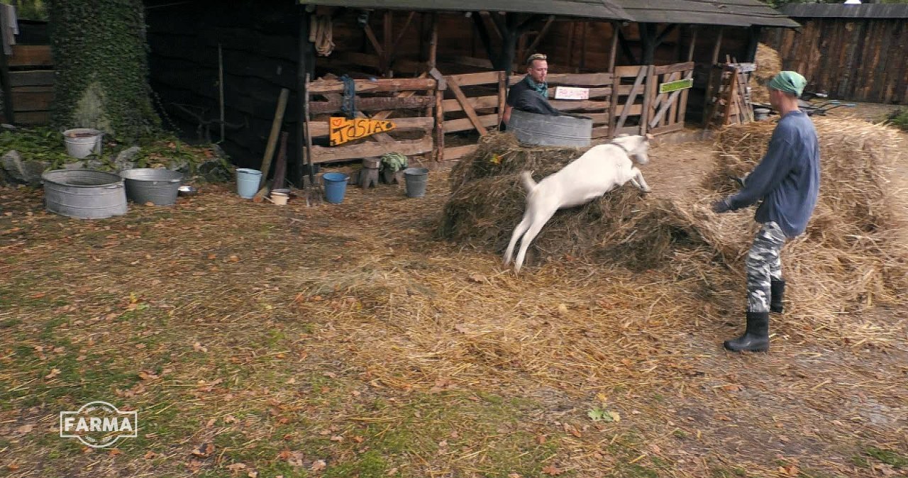 "Farma": Koza Matylda ucieka przed Farmerami! - Pomponik w INTERIA.PL