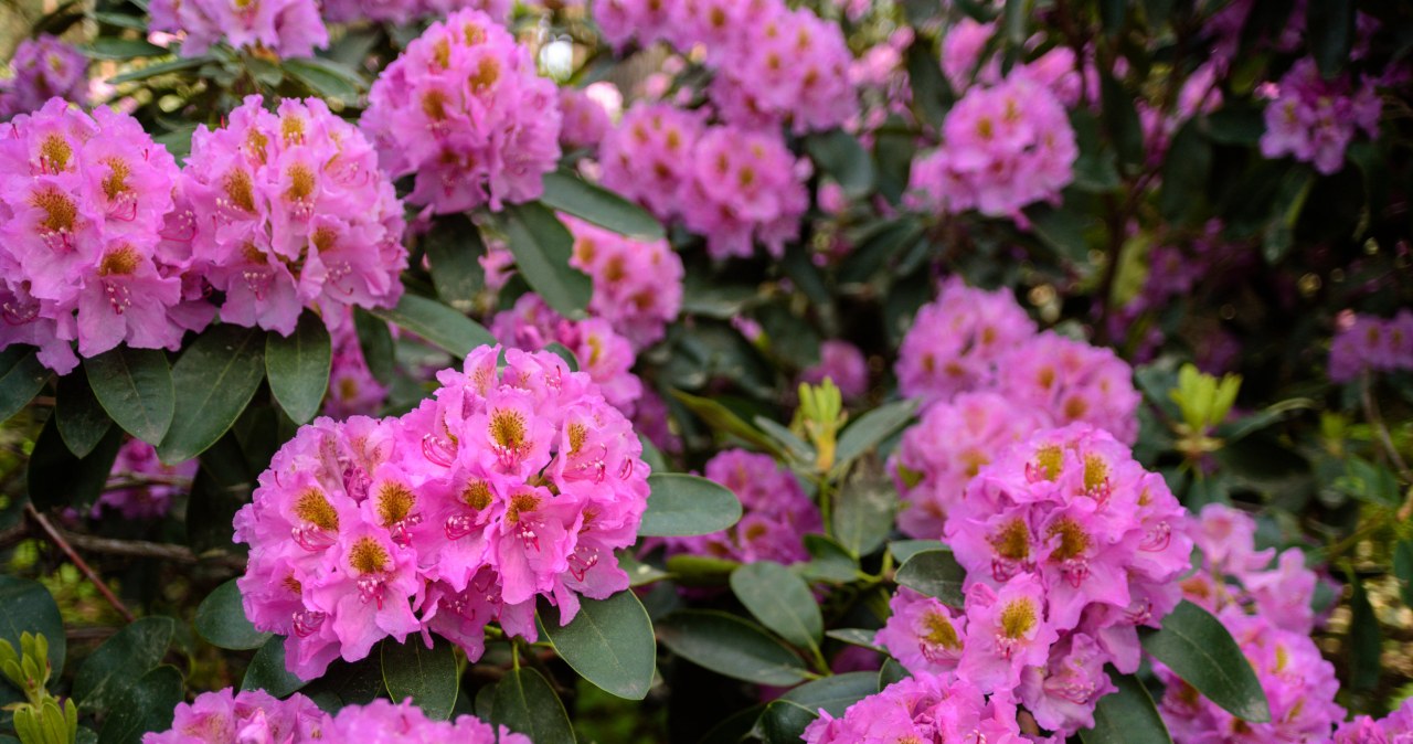 Gdzie i kiedy sadzić rododendrony? - Kobieta w INTERIA.PL