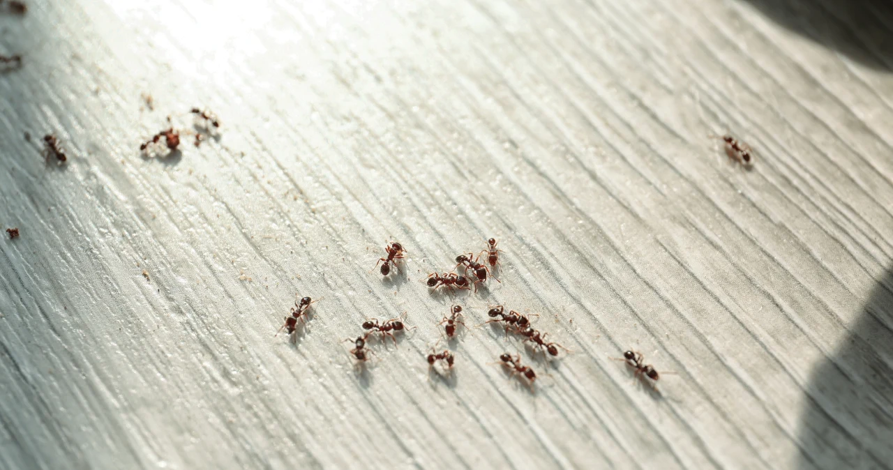Trzy domowe sposoby na mrówki. Tak wyprosisz je z domu - Kobieta w ...