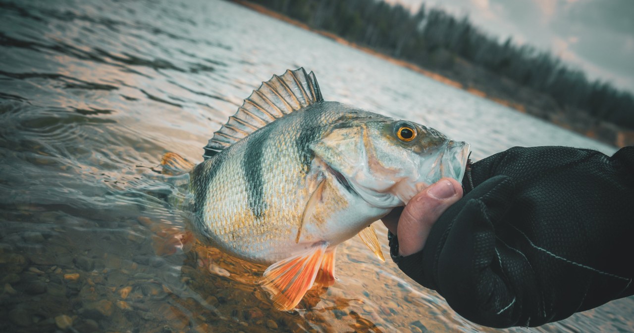Okoń pospolity: Właściwości i sposób przyrządzenia - Kobieta w INTERIA.PL