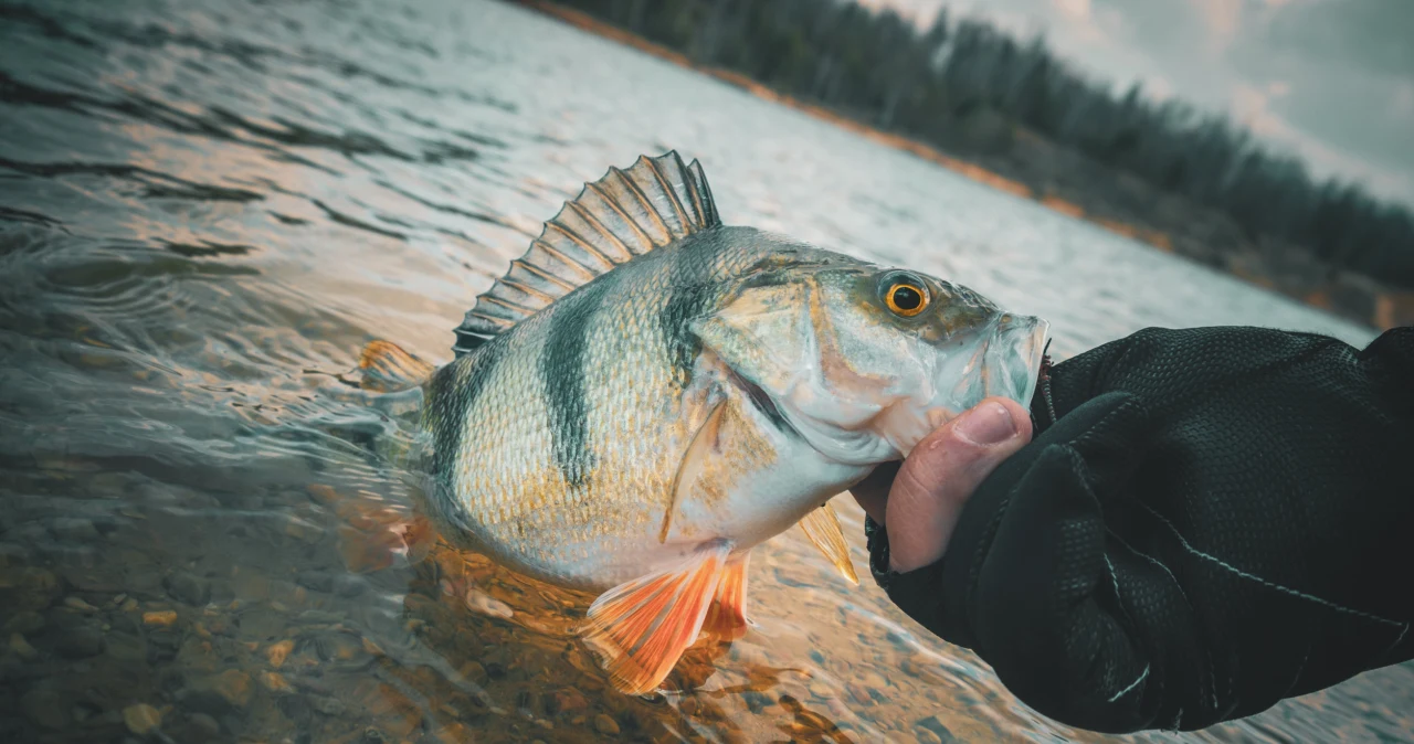 Okoń pospolity: Właściwości i sposób przyrządzenia - Kobieta w INTERIA.PL
