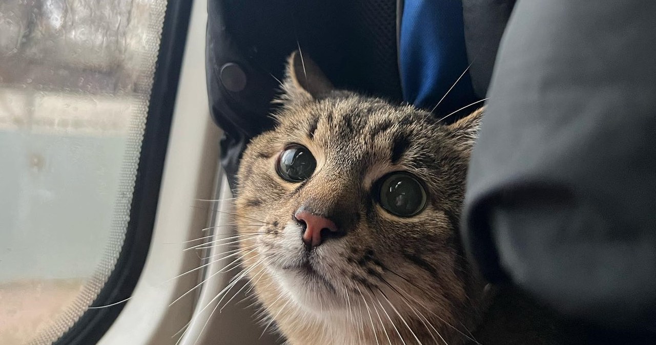 Kot Stepan znany z internetowych memów uciekł z Ukrainy przed wojną - Zielona w INTERIA.PL