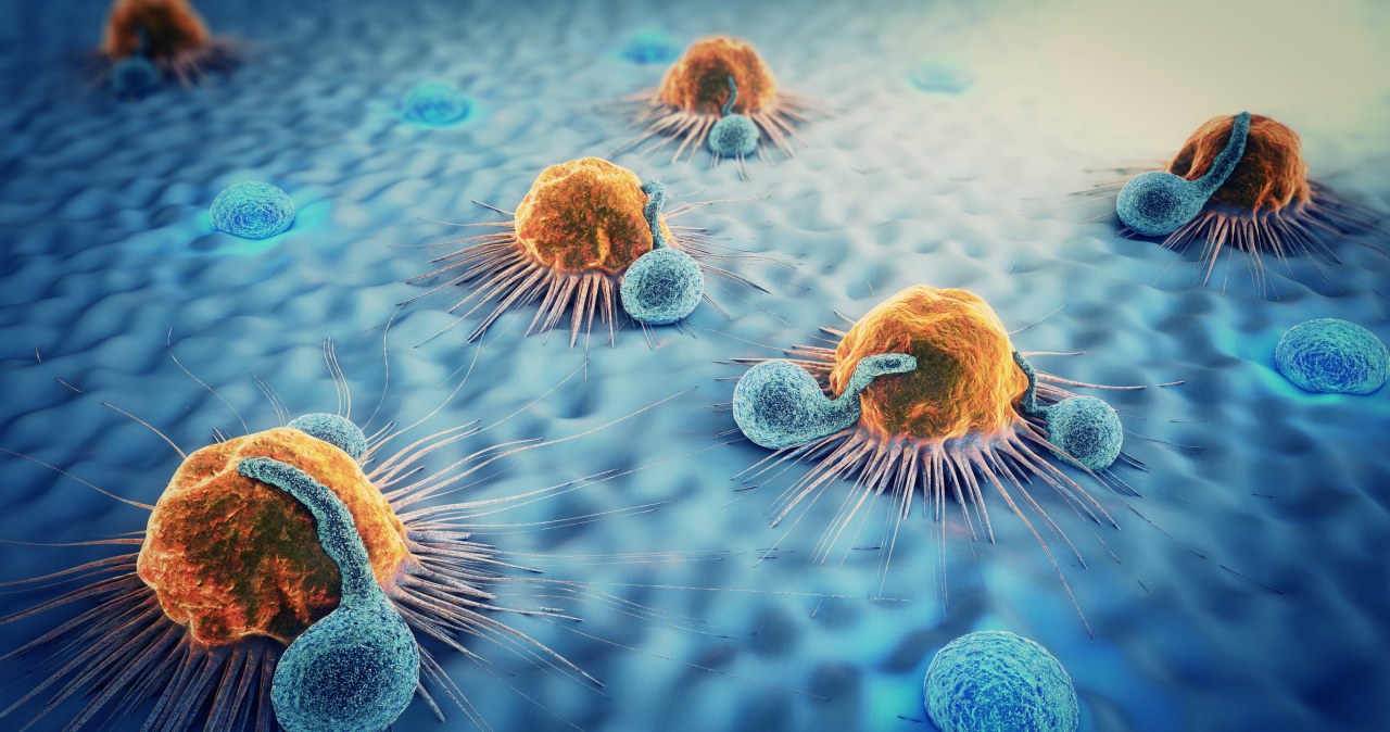 Limfocyty T i B? Znaczenie, rola i normy, limfopenia. Za co ...