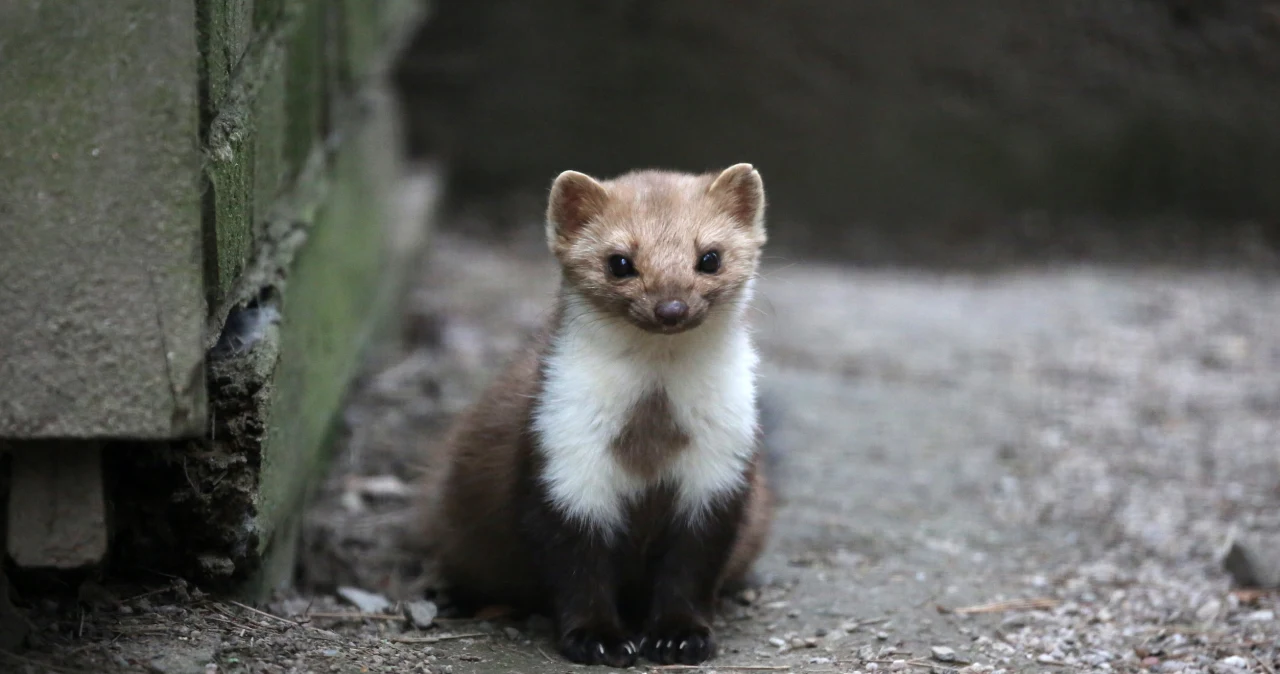 Czego nie lubi kuna? Jak ją wypłoszyć z domu lub samochodu? - Kobieta w ...