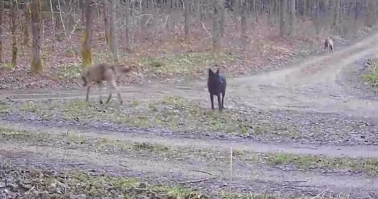 Warmińsko-mazurskie. Wataha na kamerze. Hybryda wilka czy pies ...