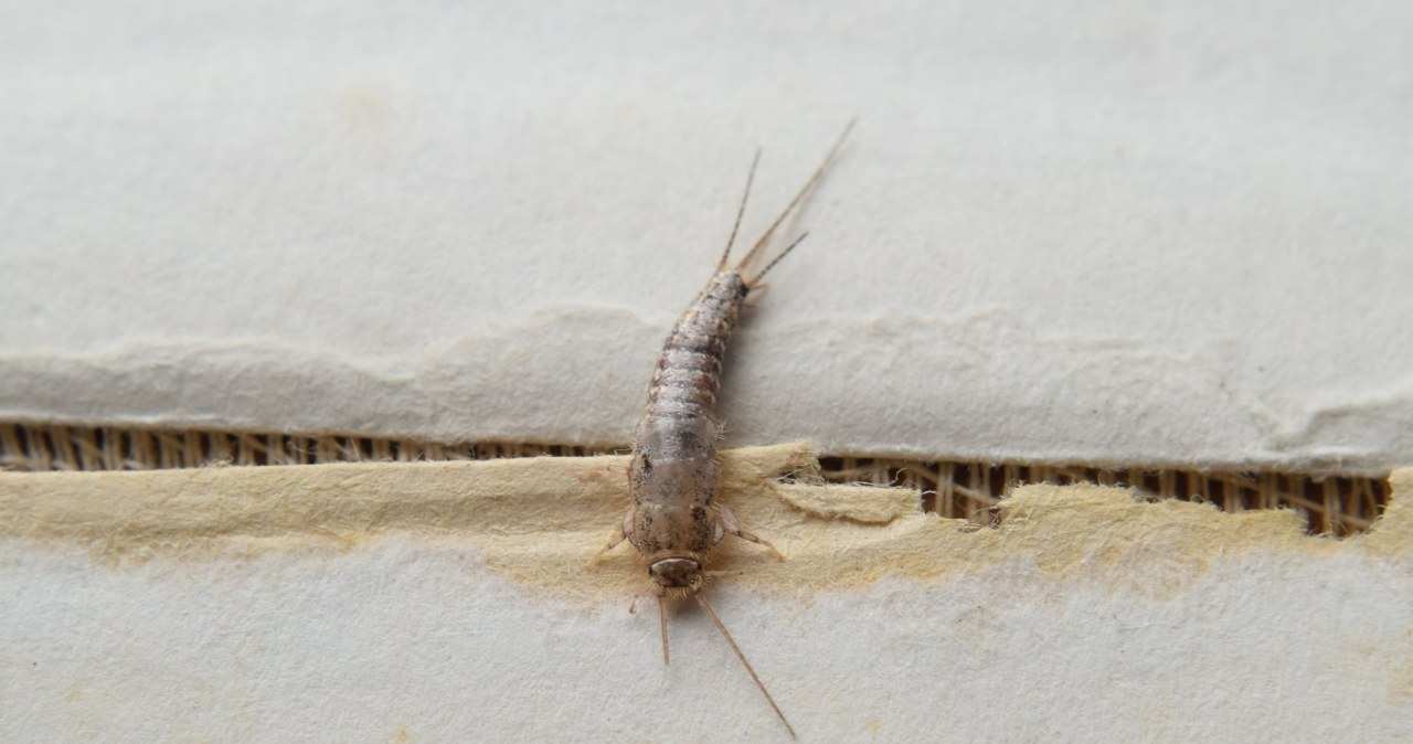 Jak pozbyć się rybików? - Kobieta w INTERIA.PL