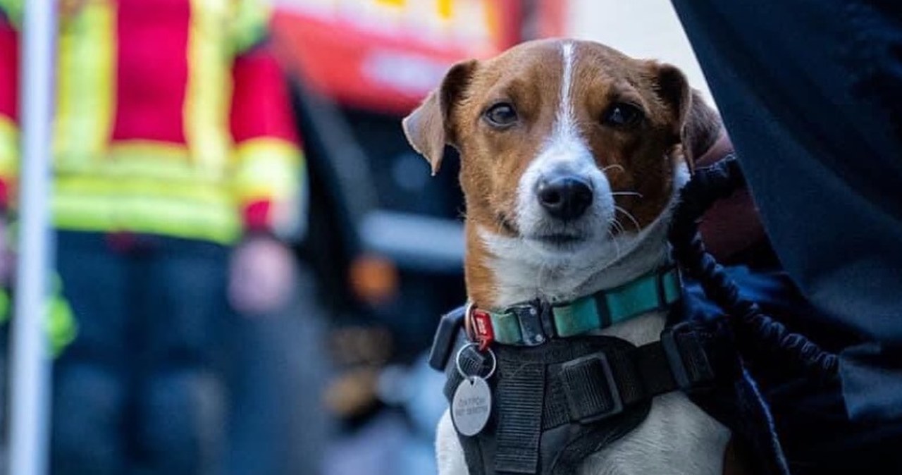 Patron, pies-saper. Jest gwiazdą Instagrama, otrzymał medal od ...