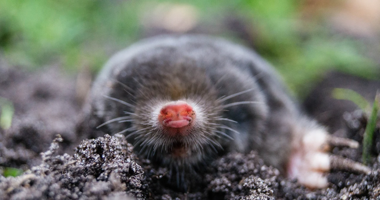 Kret demoluje ogród? Sposób na kreta. Jak pozbyć się kreta z ogrodu ...