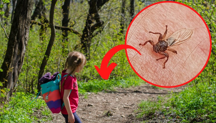Strzyżaki sarnie: latające kleszcze. Czy przenoszą boreliozę? - Kobieta ...