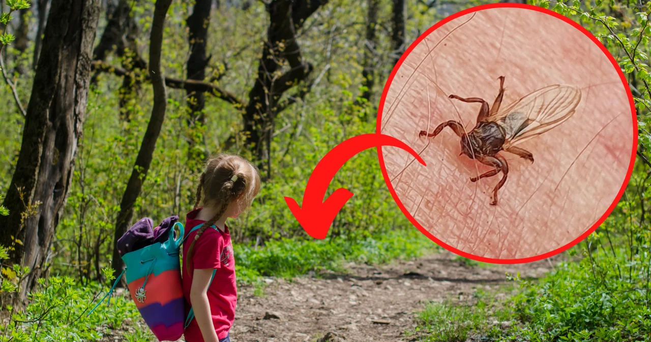 Strzyżaki sarnie: latające kleszcze. Czy przenoszą boreliozę? - Kobieta ...