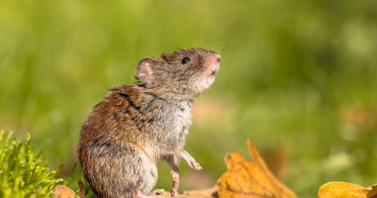 Jak pozbyć się gryzoni z ogrodu? - Kobieta w INTERIA.PL