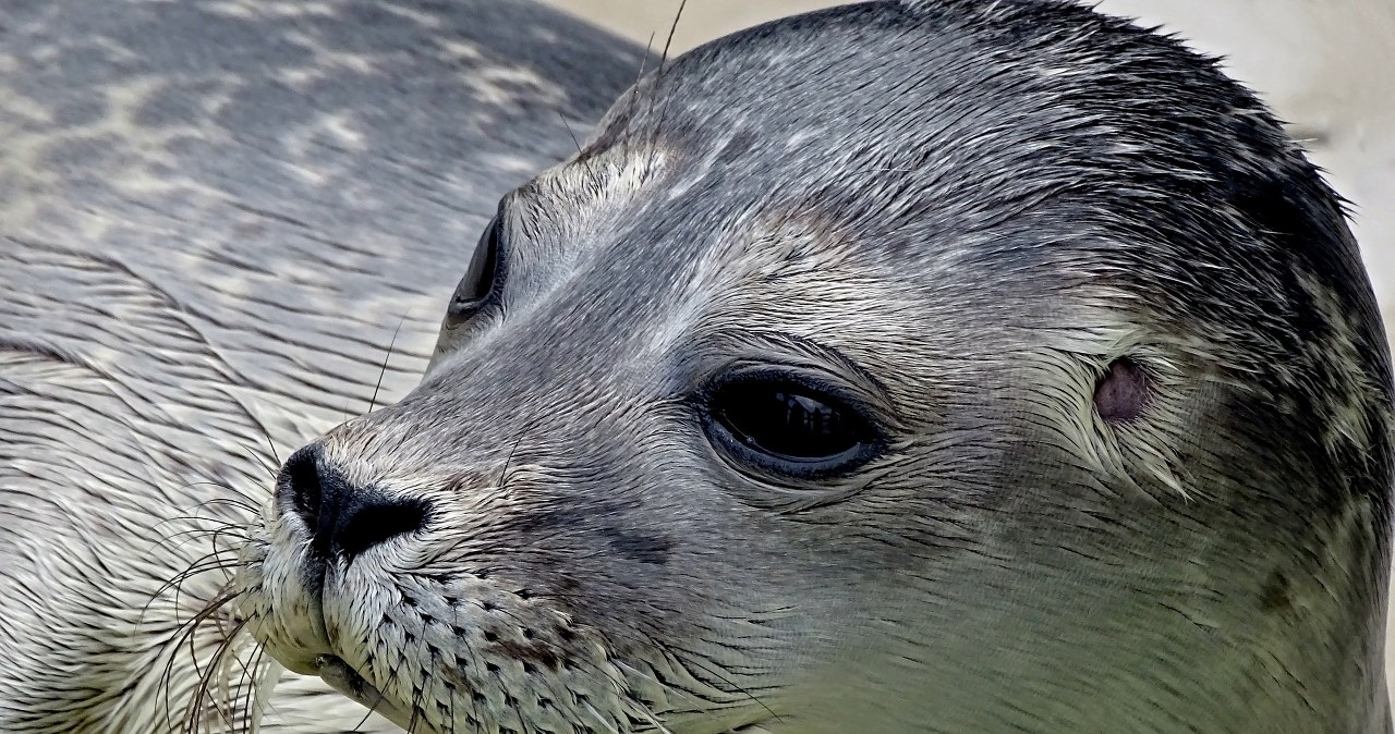 Australia: Mała foka znaleziona trzy kilometry od oceanu - Wydarzenia w ...
