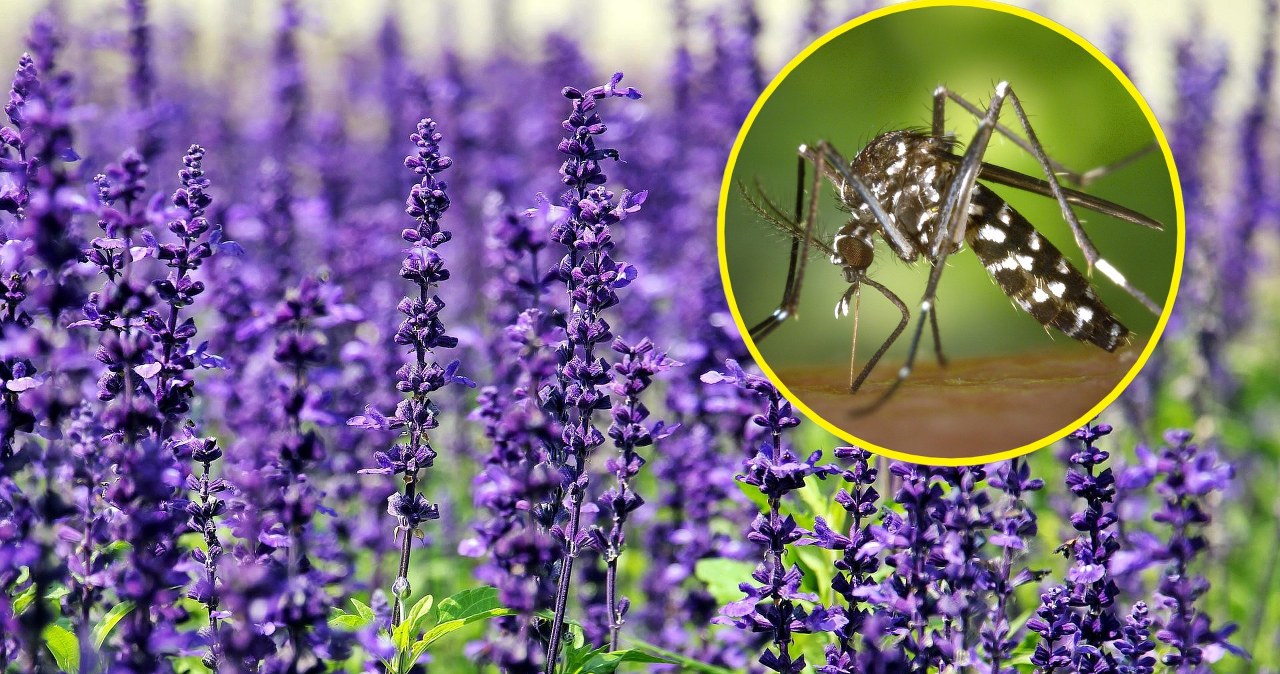 Najlepsze naturalne sposoby na komary - Zielona w INTERIA.PL