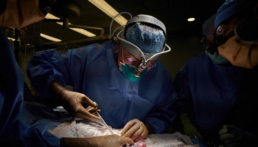 Transplant surgery. Pig heart transplantation