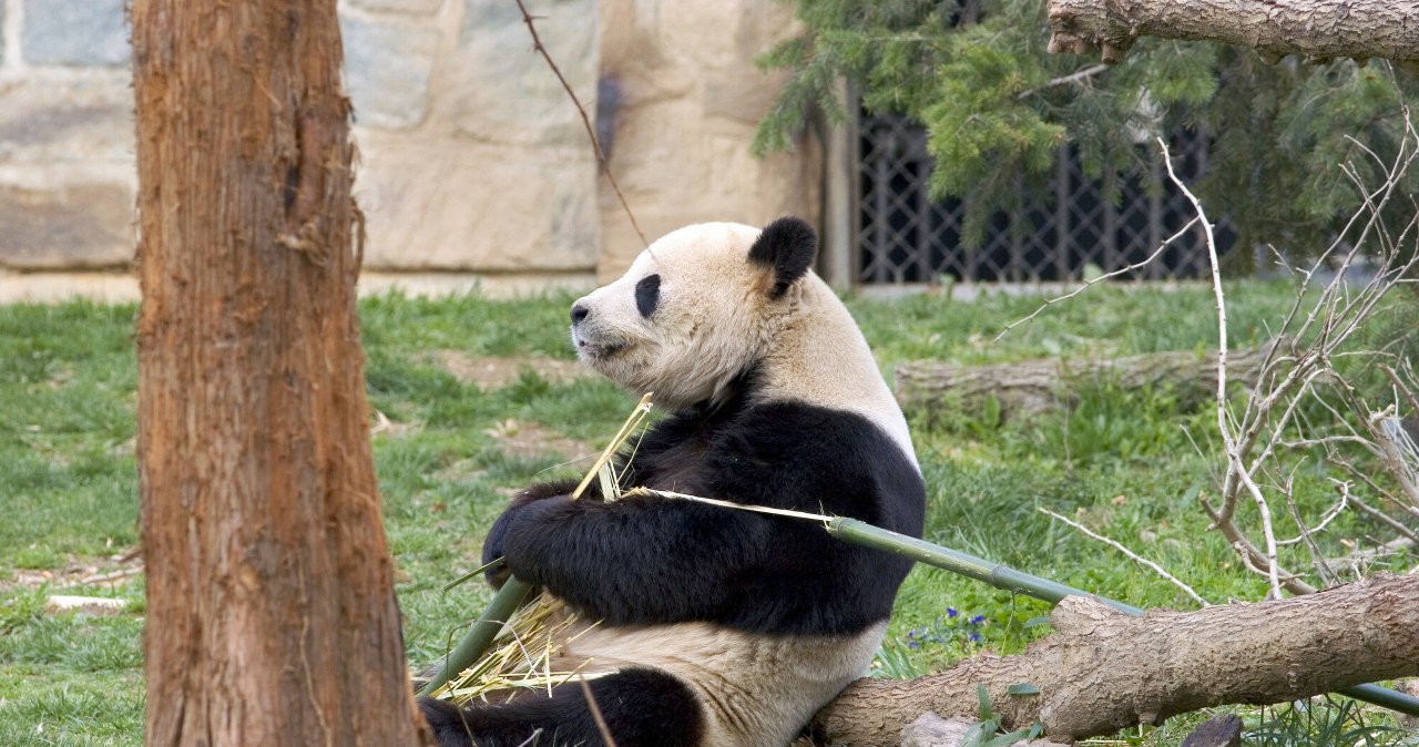 Najstarsza panda wielka w niewoli nie żyje - Zielona w INTERIA.PL