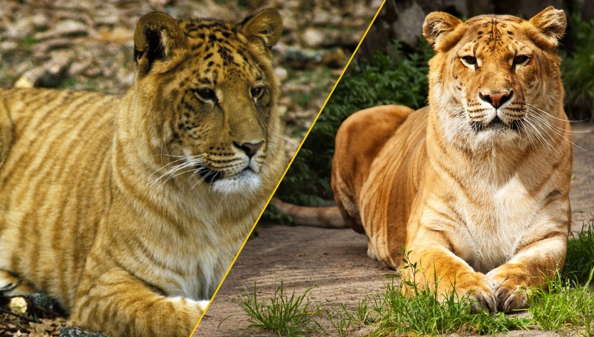 Hybrydy wielkich kotów: legrys, tyglew, jaglew – czym one są ...