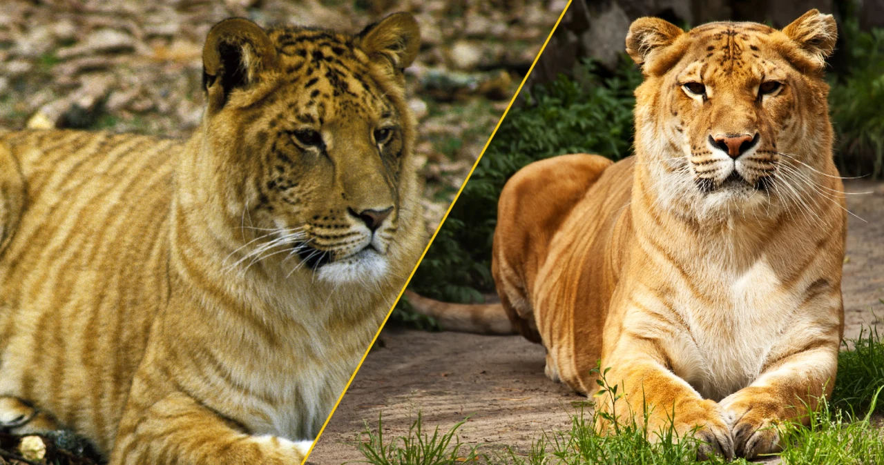 Hybrydy wielkich kotów: legrys, tyglew, jaglew – czym one są ...