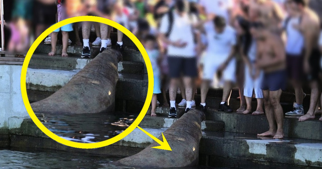 Samica morsa pokochała Oslo. Władze rozważają jej uśpienie - Zielona w ...