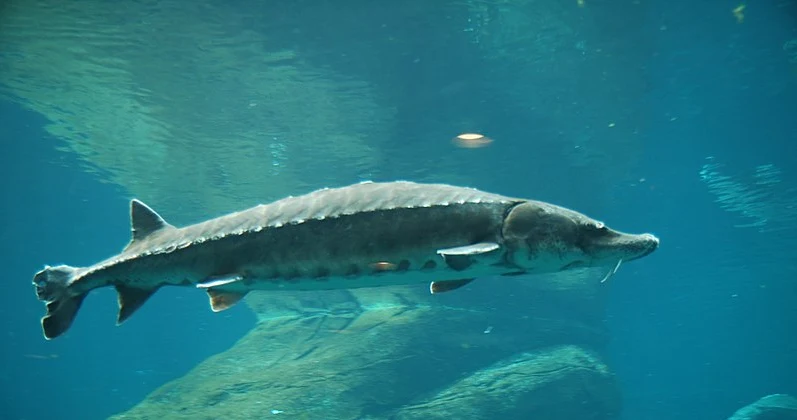 Śnięte ryby w Odrze. Zginęły jesiotry. Ich populację przywracano od 30 ...