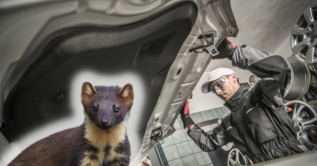 Kuna w samochodzie. Jak skutecznie odstraszyć kuny? Jak pozbyć się kuny z auta? - Kobieta w ...