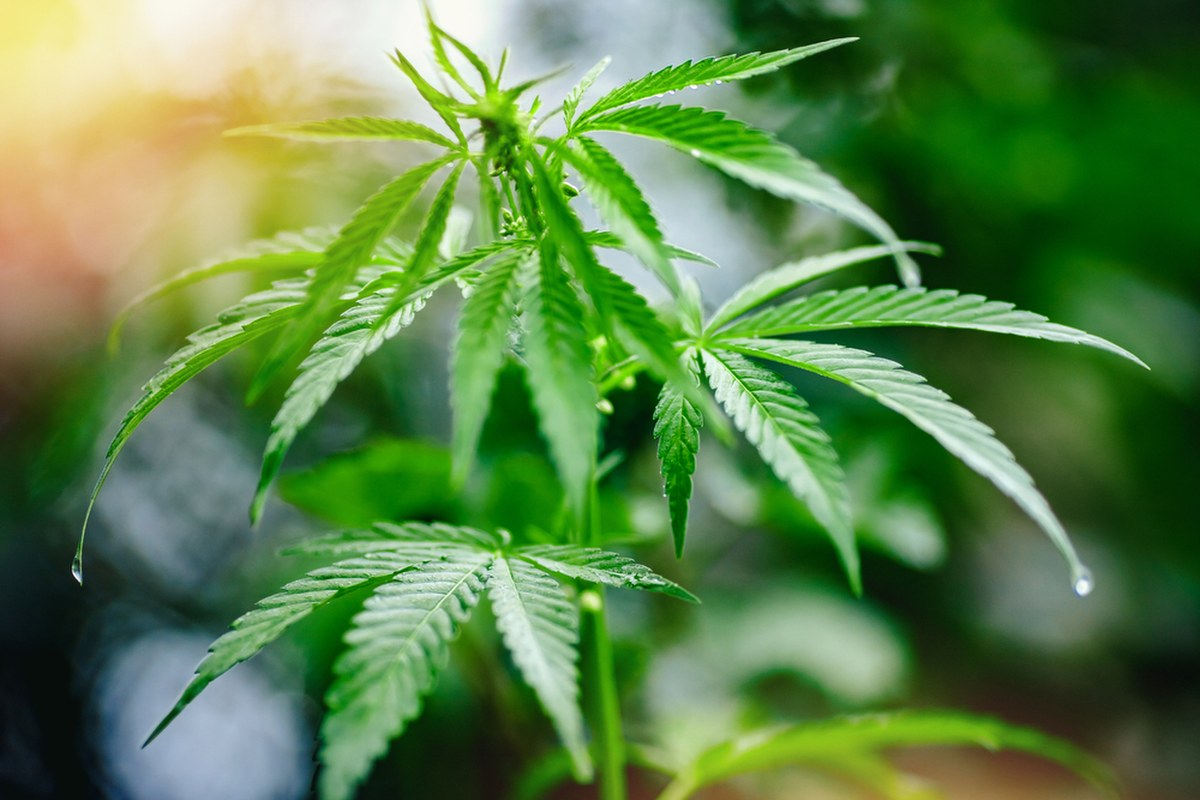 Podkarpacie: 17-latek odpowie za uprawianie i posiadanie marihuany - RMF 24