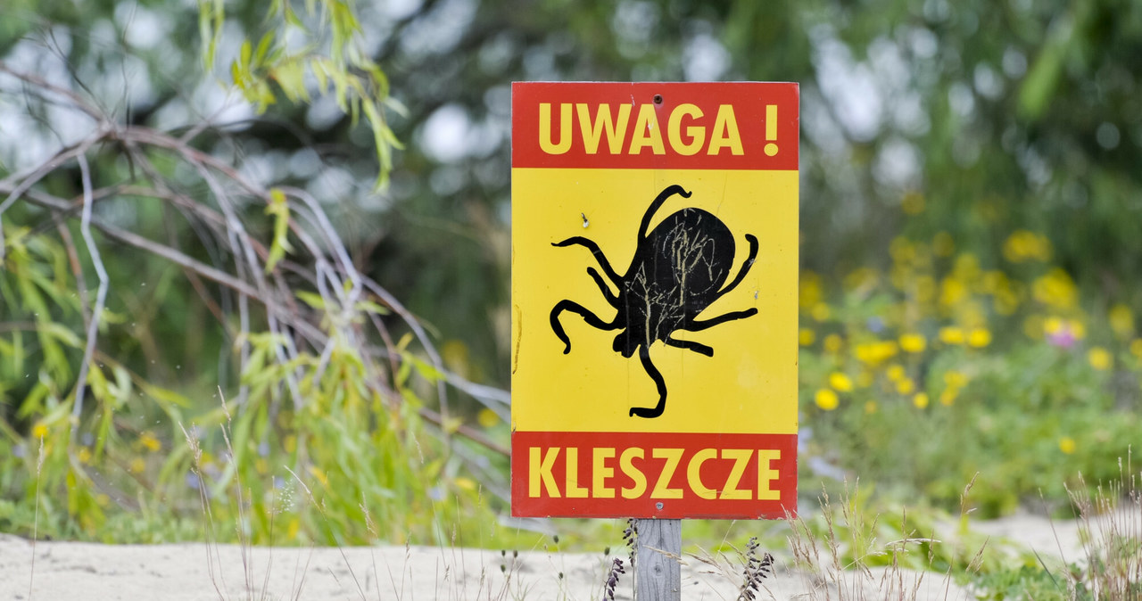 Borelioza. Więcej przypadków w Polsce. Jakie są objawy? - Wydarzenia w ... Borelioza. Więcej przypadków w Polsce. Jakie są objawy? - Wydarzenia w ...