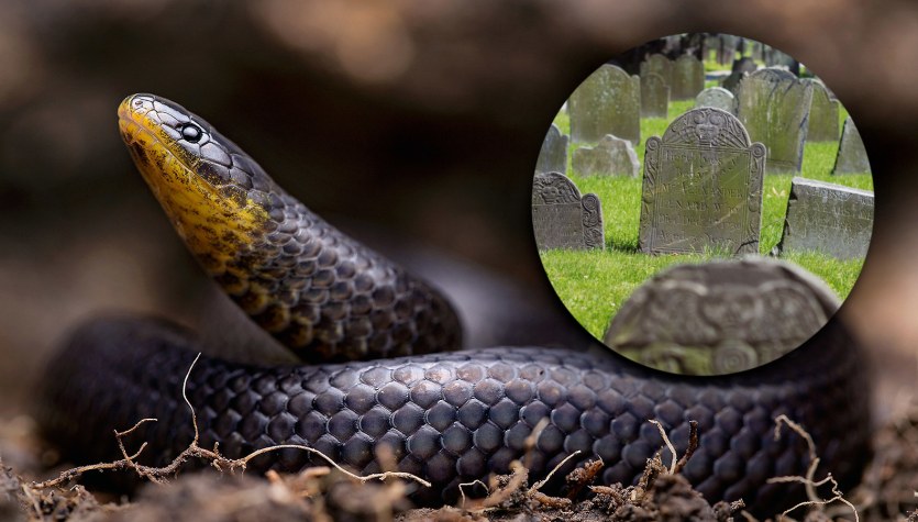Odkryto trzy nowe gatunki węży. Szczególnie upodobały sobie cmentarze ...