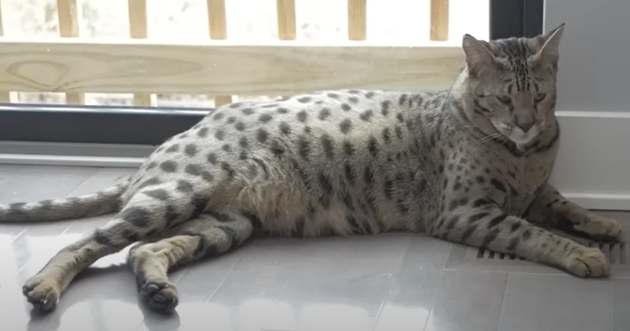 Najwyższy kot domowy na świecie. Ludzie uciekają na jego widok ...