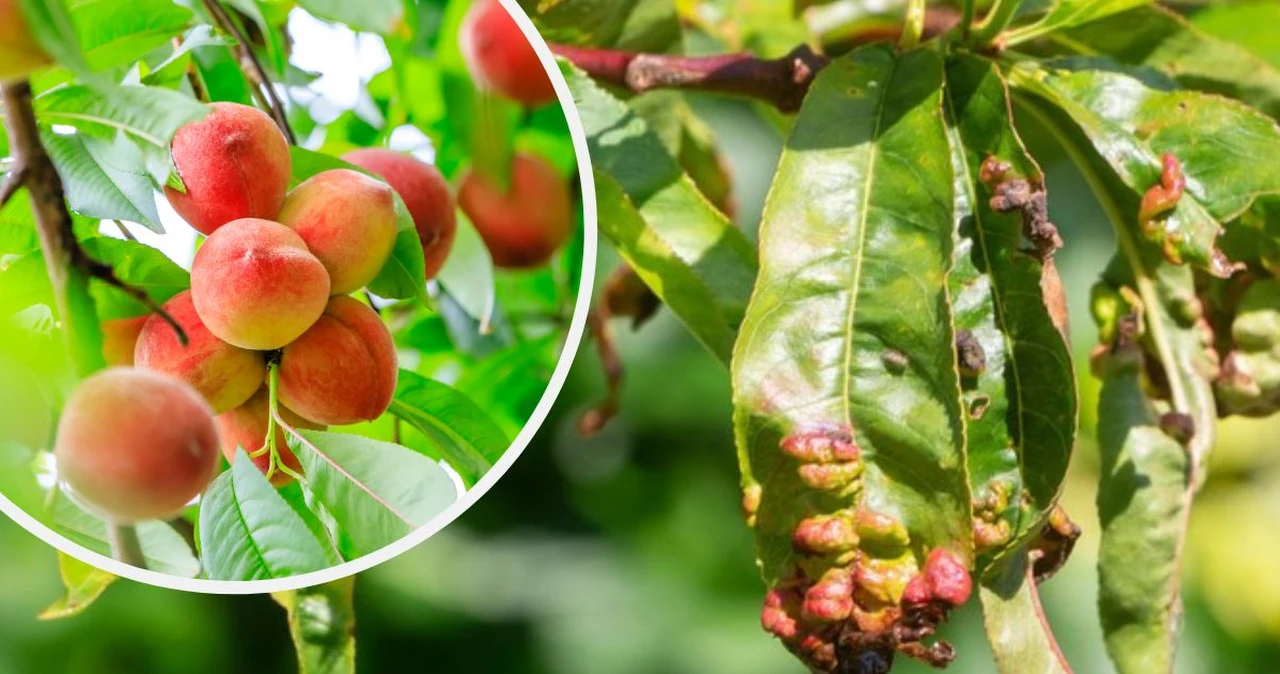 Jak walczyć z kędzierzawością liści brzoskwini? - Kobieta w INTERIA.PL