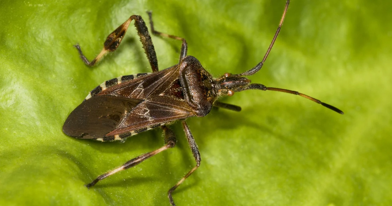 Nie tylko wtyk amerykański. Te robaki są zmorą w każdym polskim domu - Zielona w INTERIA.PL