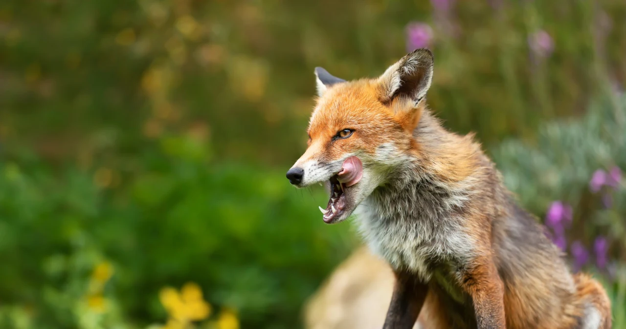 Jak pozbyć się lisa? Zabezpieczenia działki, ogrodu i kurnika - Kobieta ...