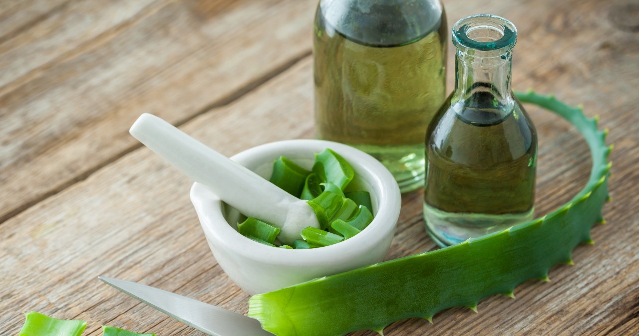 Jakie właściwości zdrowotne ma nalewka z aloesu? - Kobieta w INTERIA.PL