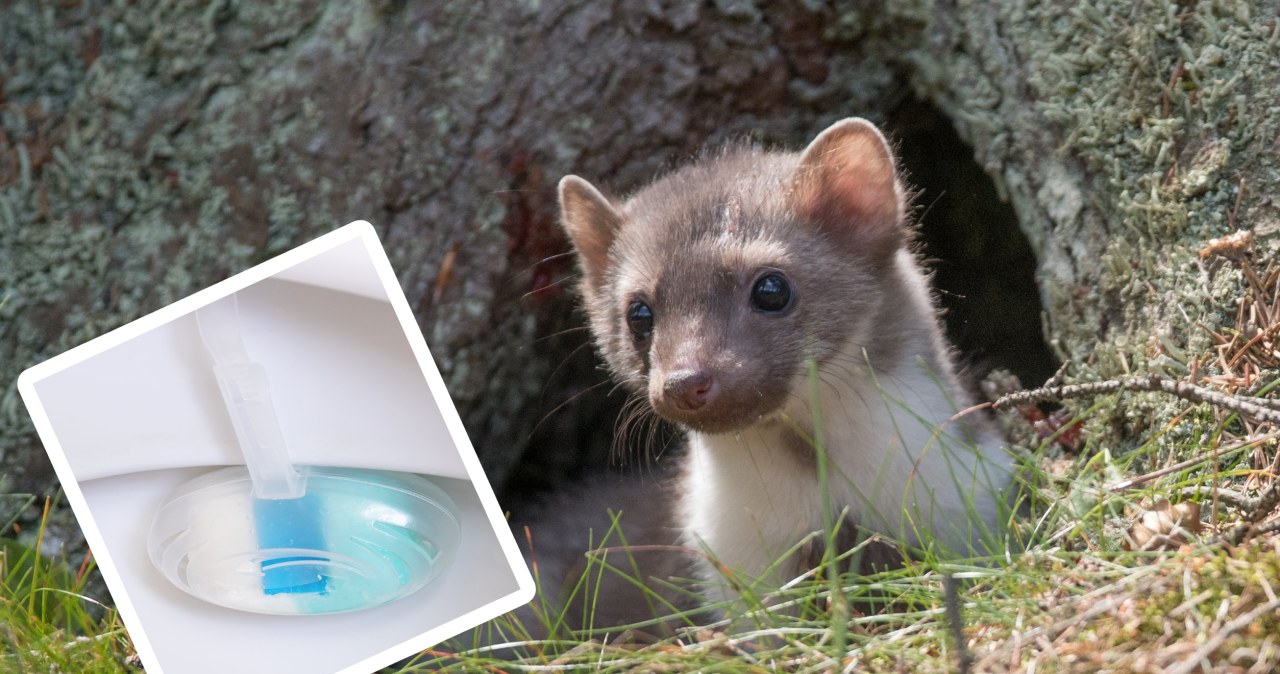 Kuna: Jak się jej pozbyć z samochodu? Prosty i tani patent - Kobieta w INTERIA.PL