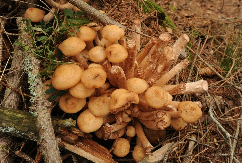 Grzyby: Opieńka to "największy organizm świata". Grzyb jadalny czy ...