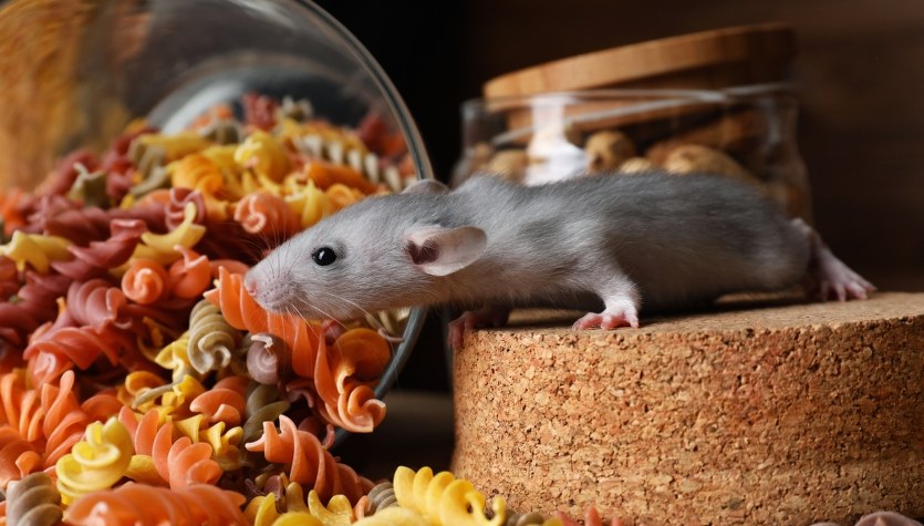 Jak odstraszyć myszy? Zastosuj tę metodę, a uciekną, gdzie pieprz ...