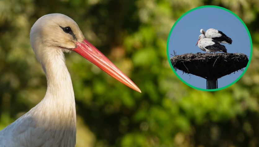 Bocian biały, czyli symbol Polski lepszy niż orzeł? - Zielona w INTERIA.PL