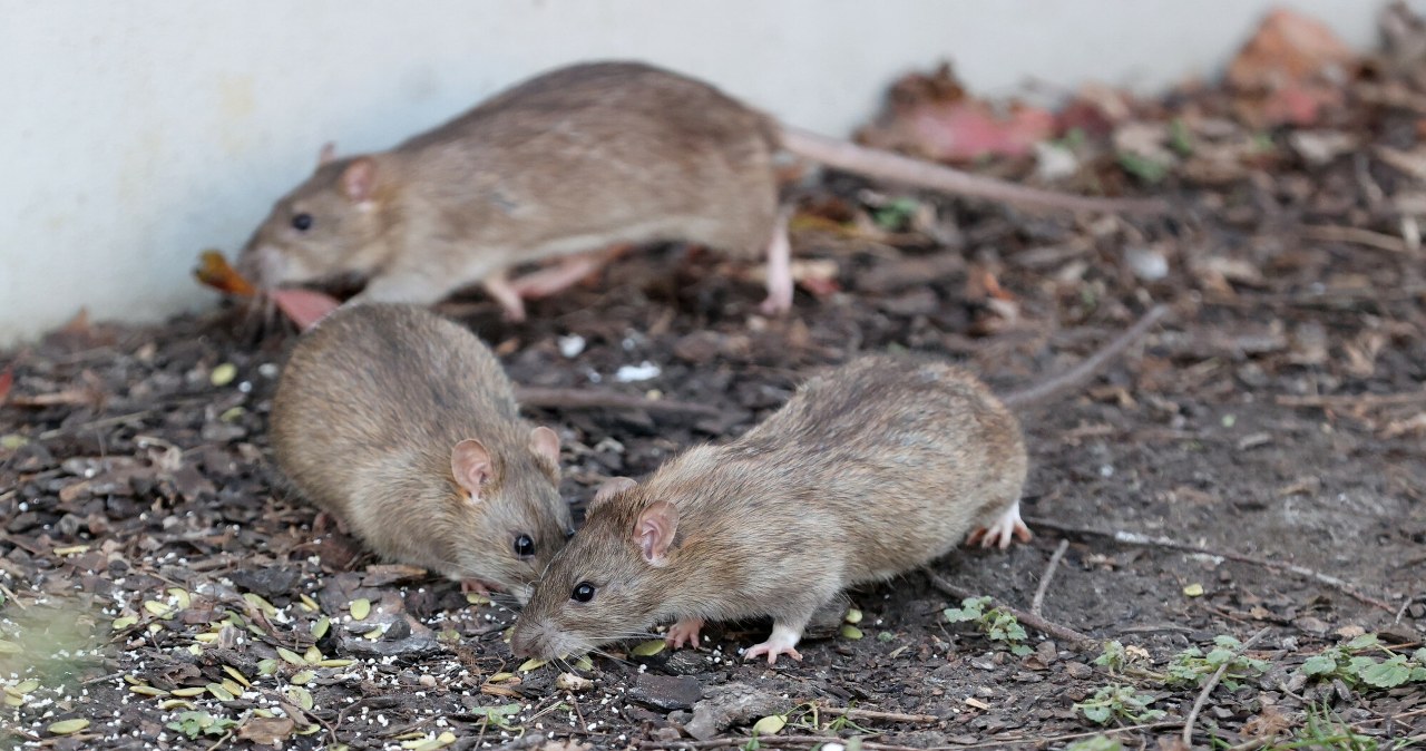Myszy i inne gryzonie w domu. Jak się ich pobyć z mieszkania ...