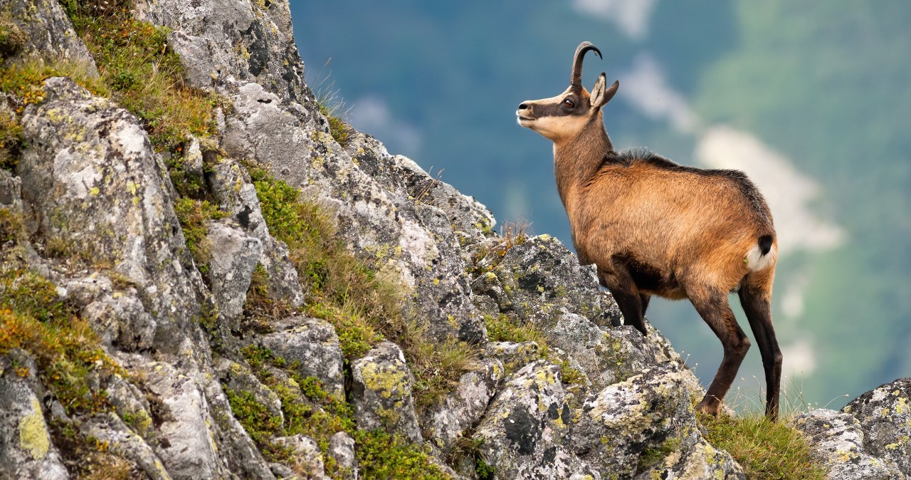 Ile kozic jest w Tatrach? Do ich liczenia użyto specjalnej aplikacji ...