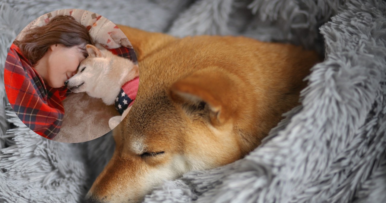 Znany z memów pieseł Kabosu jest ciężko chory! Ma białaczkę - Kobieta w ...