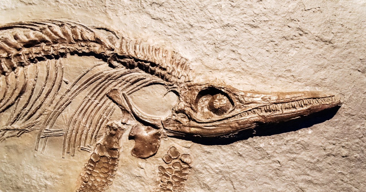 Żłobek olbrzymów. Jak ichtiozaury chroniły swoje dzieci? - Zielona w ...