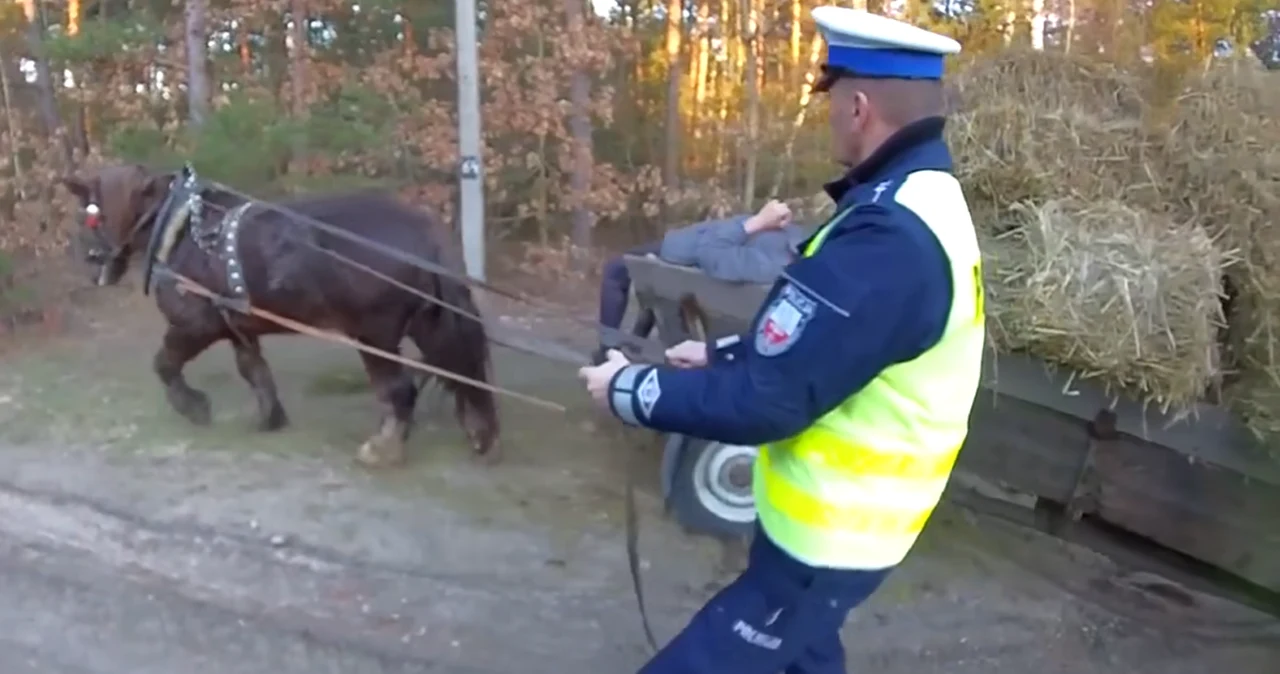 "O jeju" - jęczał pijany woźnica blokujący drogę, gdy policjant złapał ...