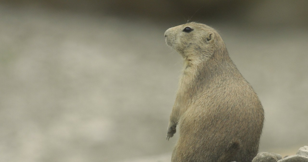 Ochrona zwierząt w Polsce. Jakie gatunki są pod ochroną i dlaczego to ważne? - Zielona w INTERIA.PL