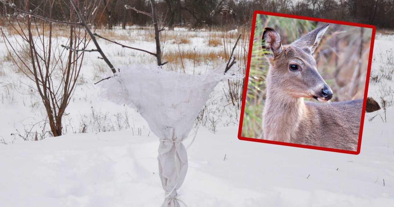 Jak odstraszyć sarny i zające z ogrodu? Jak ochronić przed nimi drzewa ...