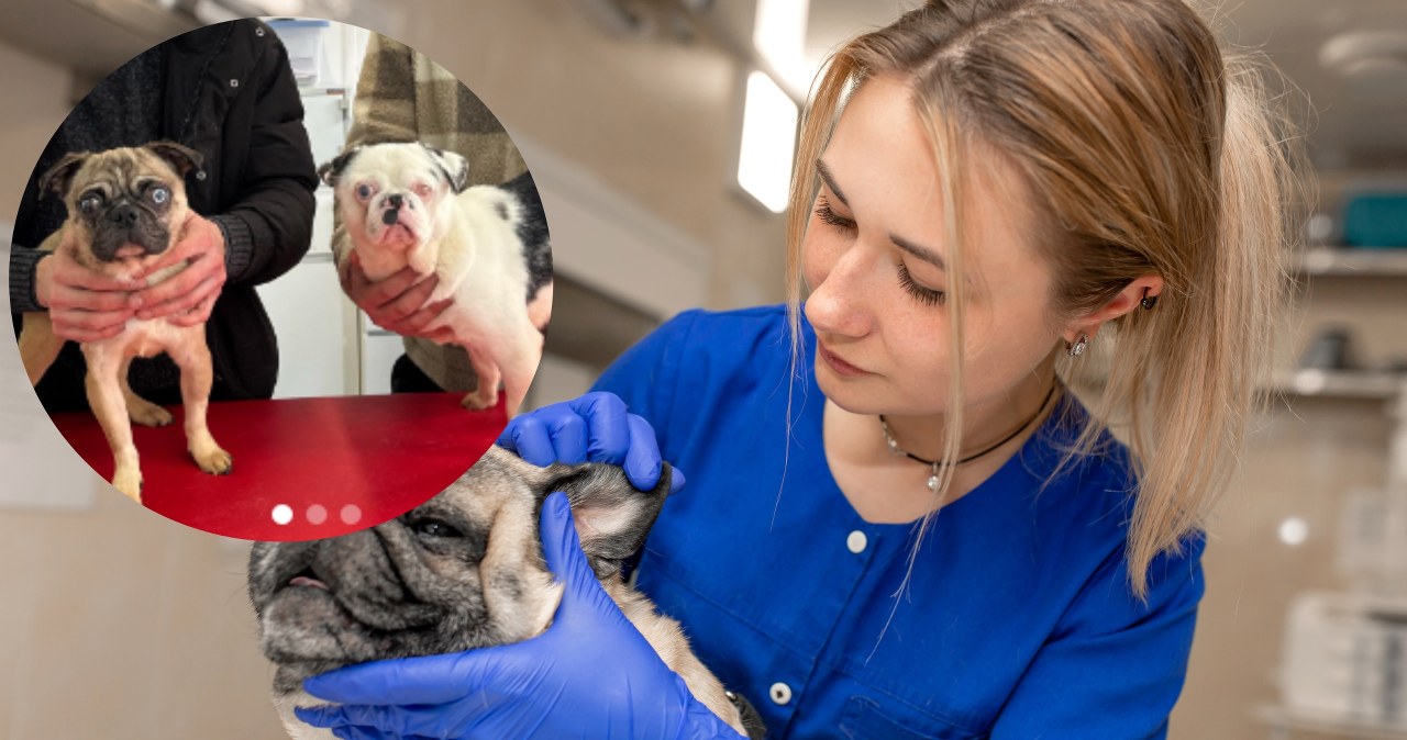 DIOZ pokazał rasowe pieski z pseudohodowli. Trudno uwierzyć, jak ...