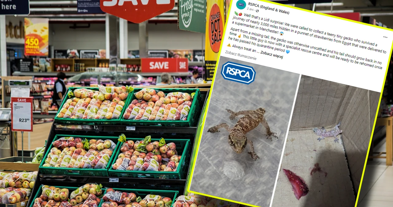 Wielka Brytania: Kobieta znalazła gekona w lodówce. Przyjechał w ...