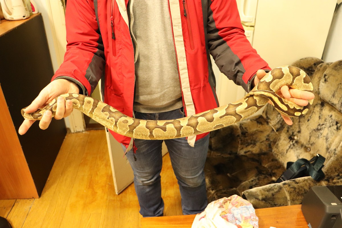 Pyton królewski w przesyłce w pociągu do Szczecina - RMF 24